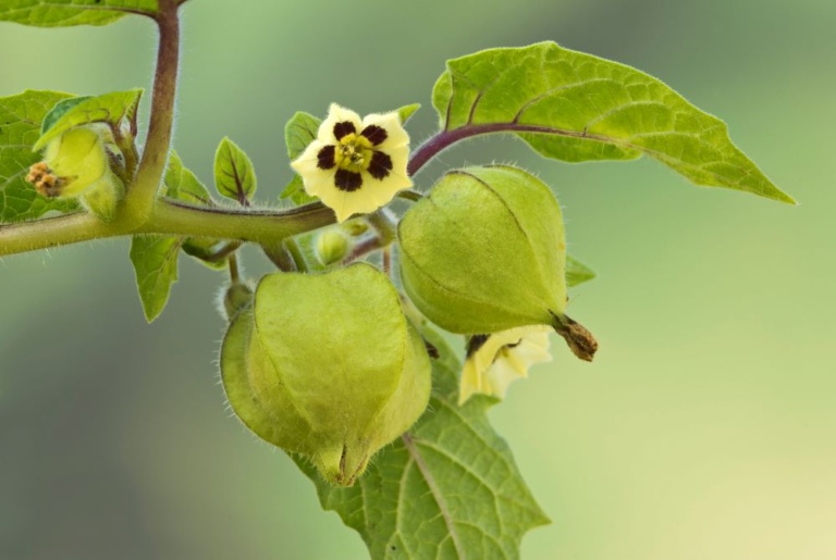 Tout savoir sur le physalis | Vilmorin